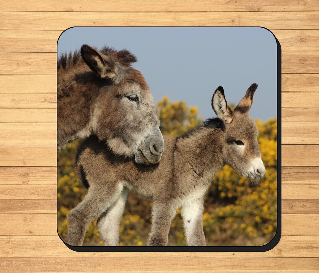 Donkey Photo Coasters, Featuring a Mother and Baby Donkey in the New ...