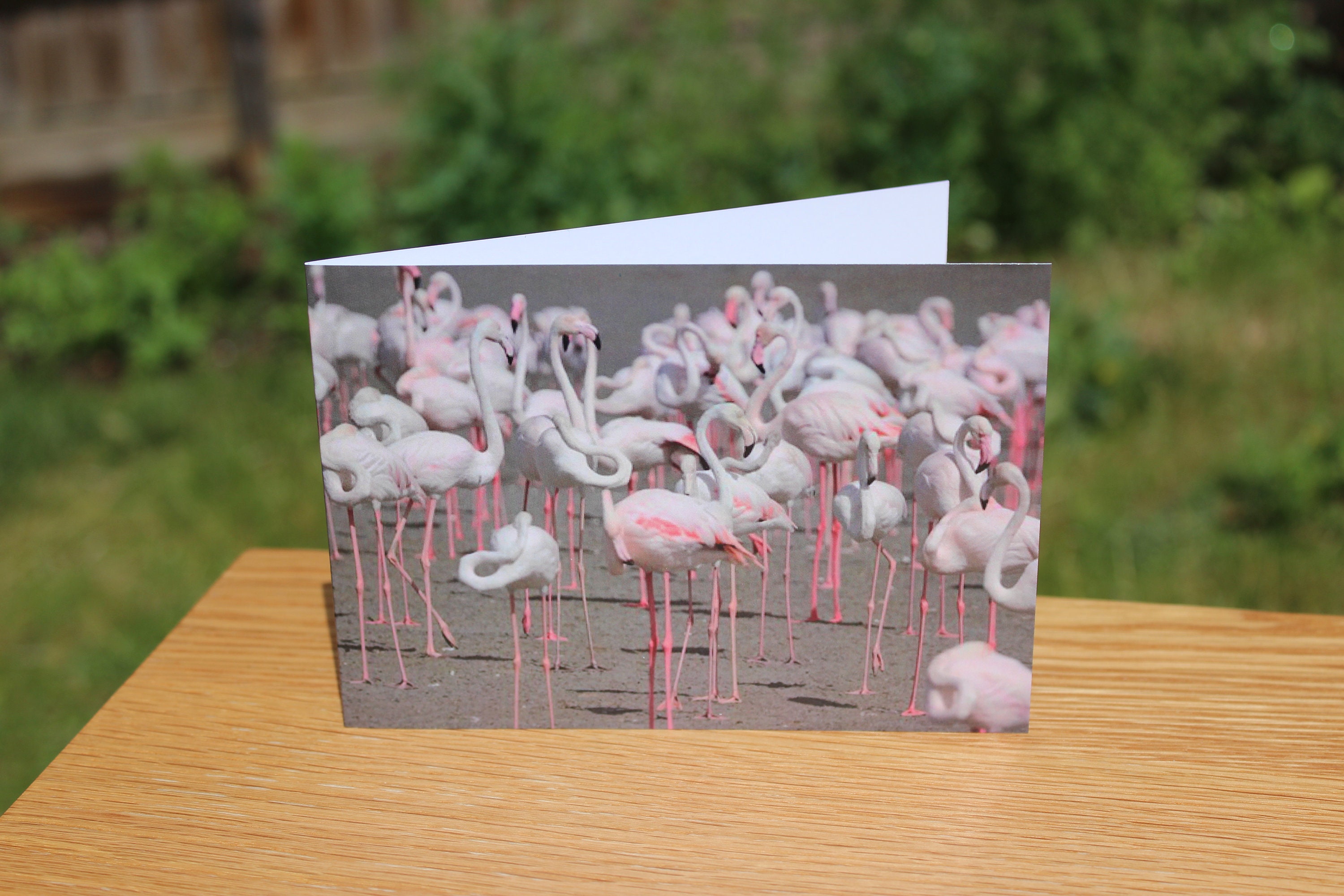 Flamingo Greeting Card - Etsy UK