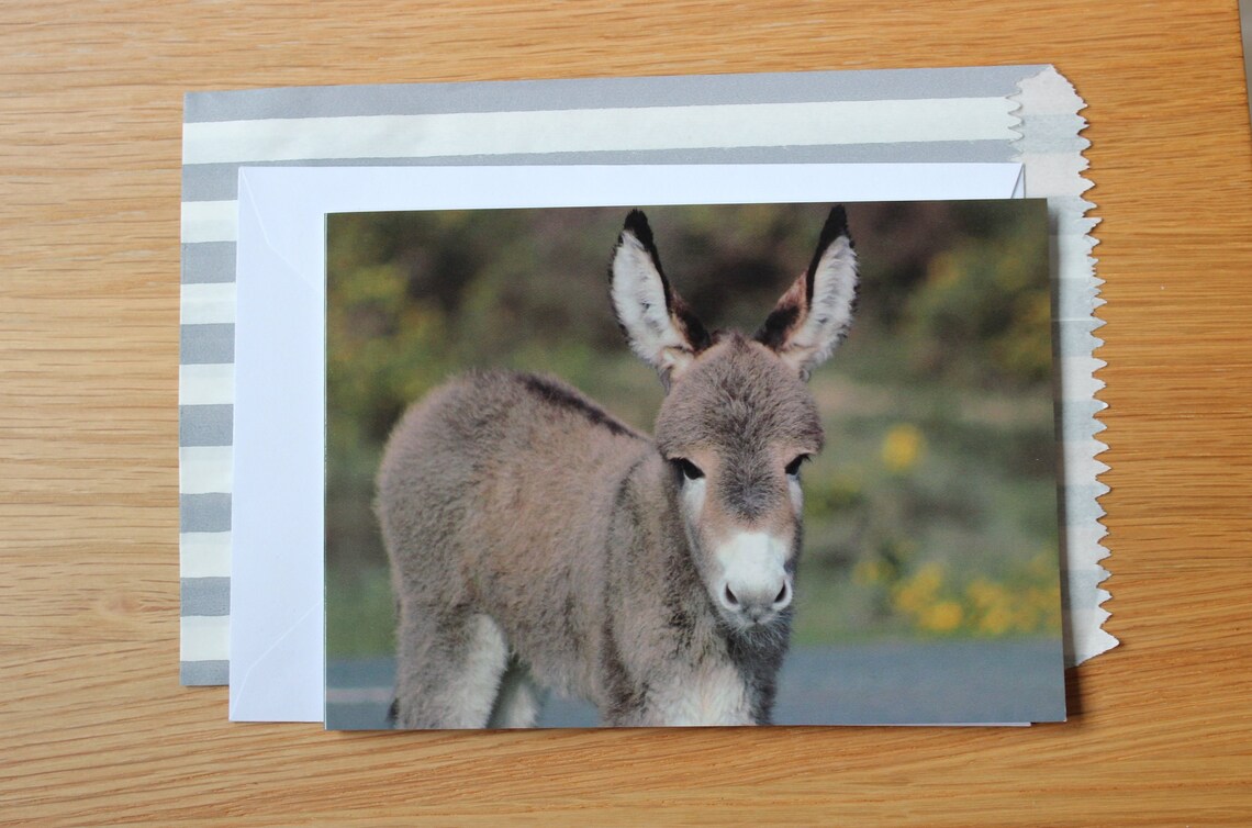 Tarjeta de felicitación del burro - Etsy España