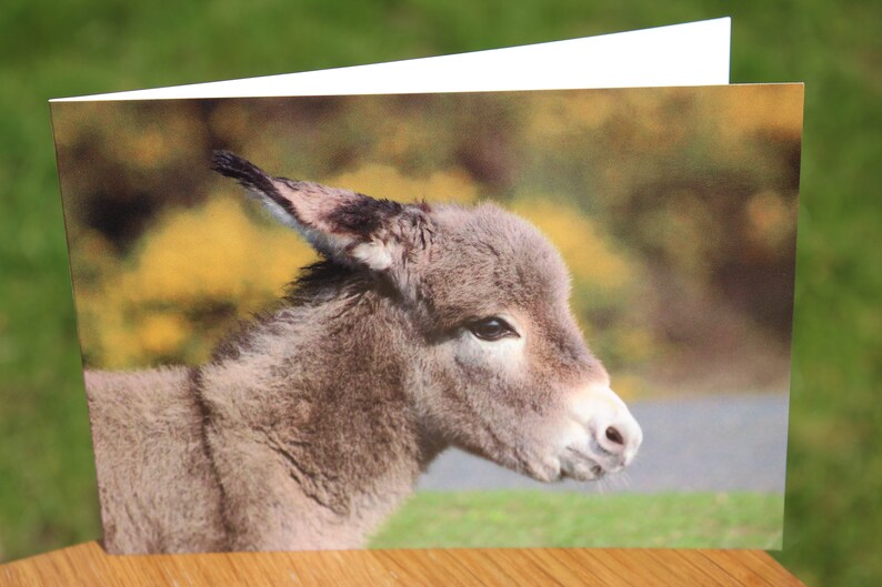 Donkey Greeting Cards Pack - Etsy UK