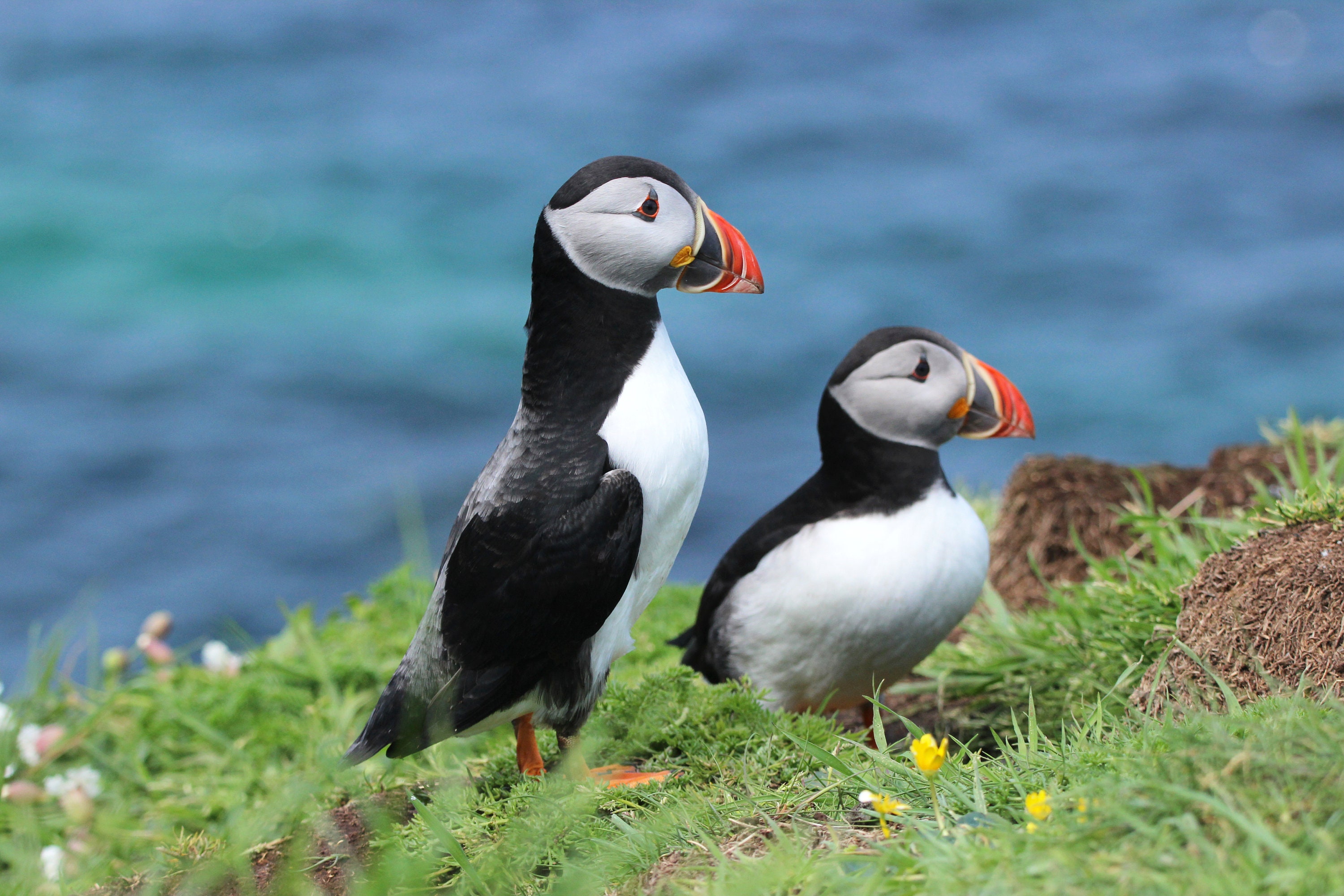 Puffin Print - Multiple Sizes Available, Lustre Finish, Unframed - Etsy