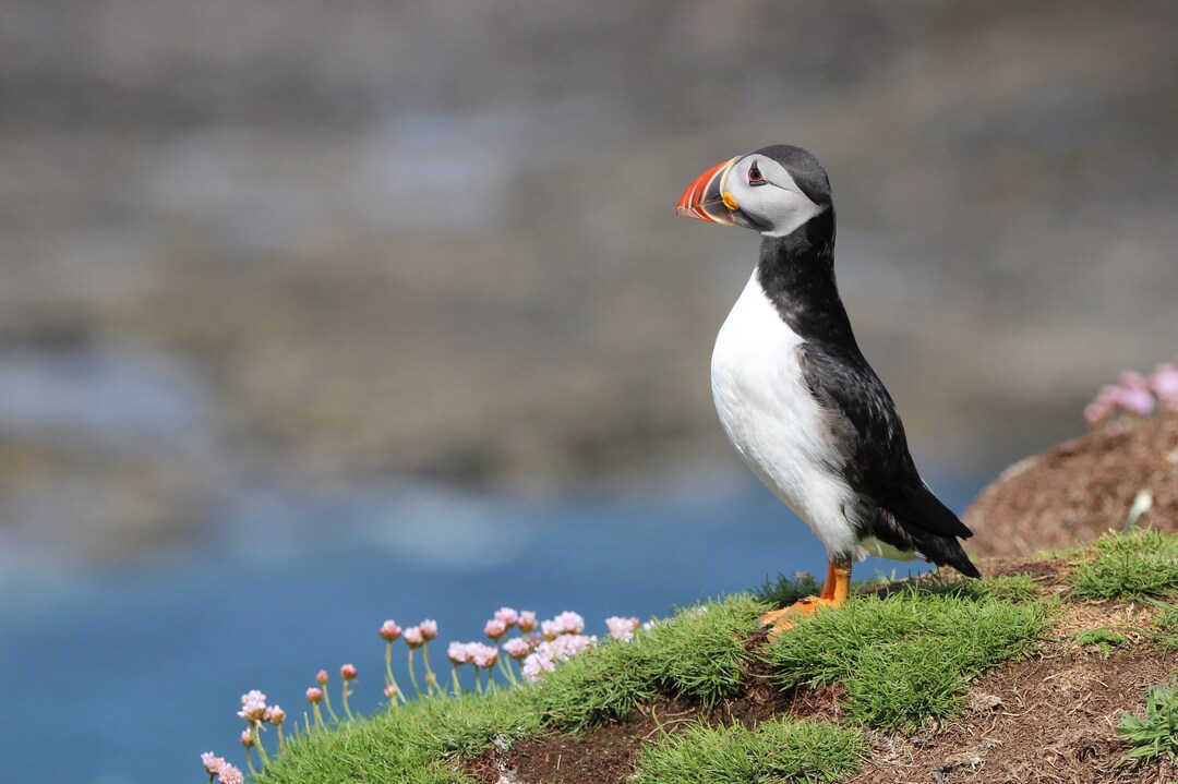 Puffin Print - Multiple Sizes Available, Unframed - Etsy