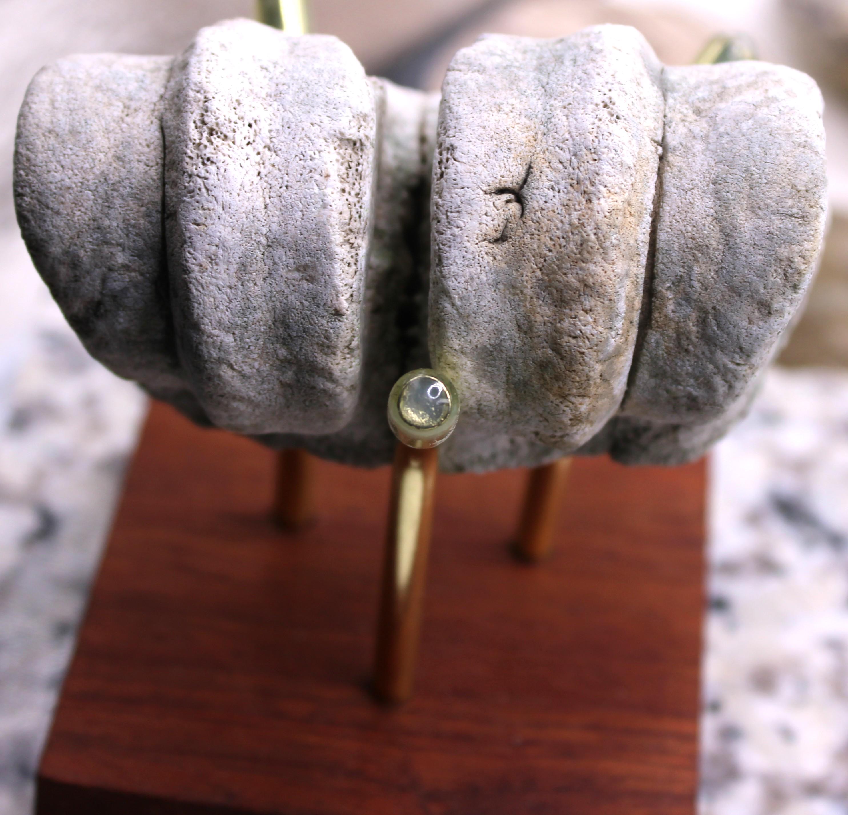 Rare Crinoid Fossil Segment – Unearthed From Florida’s Ice Age Layers ...