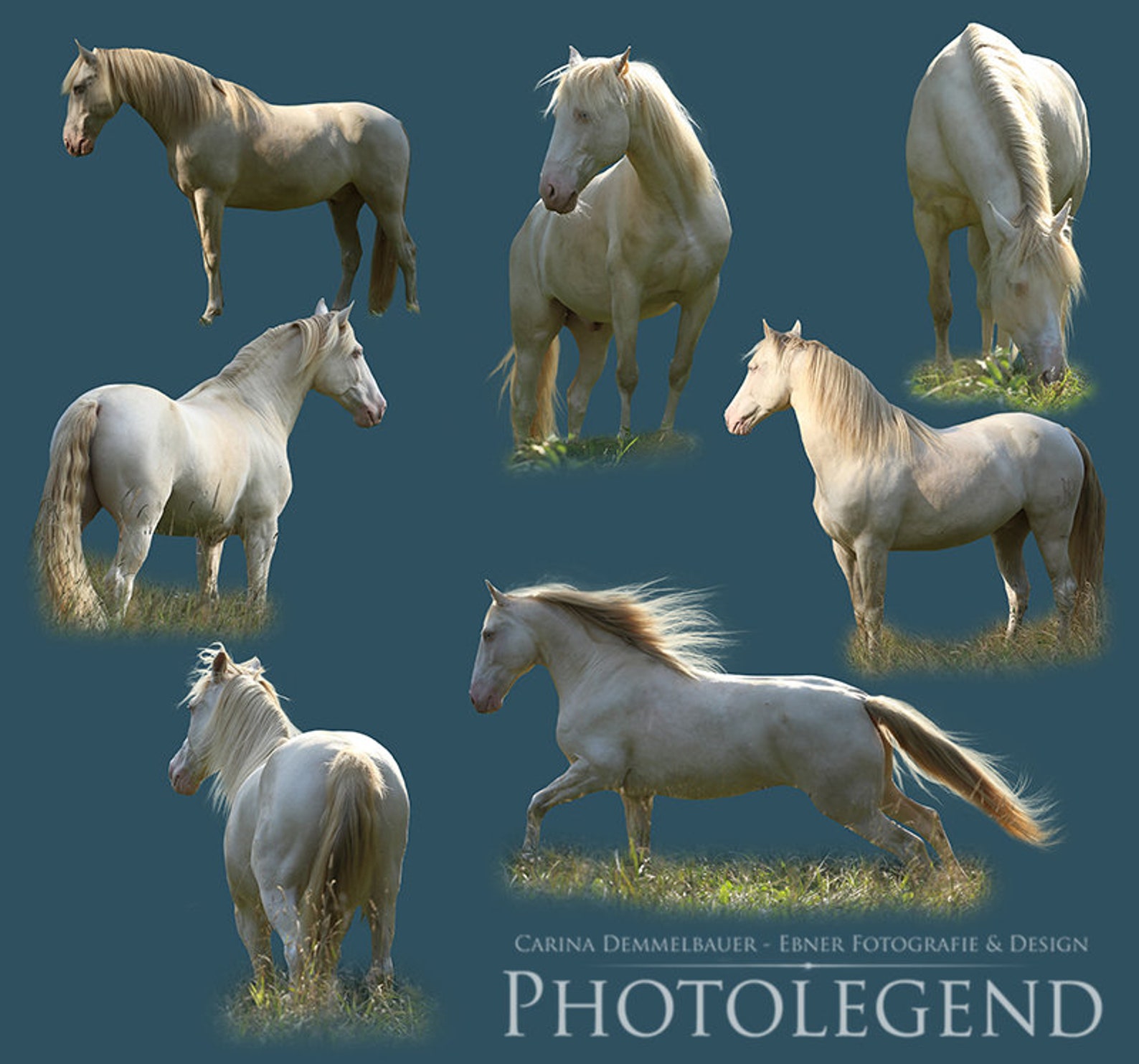 White Horse Photoshop Overlays - Etsy UK