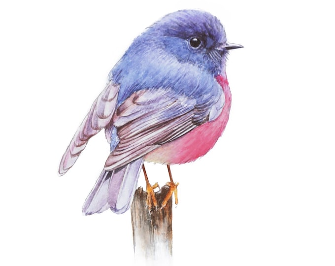 Little Bird Watercolor Painting Birds Original Watercolor Bird Art