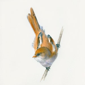 Bearded Reedling, Bird Painting, ORIGINAL Watercolor, Bird Drawing ...