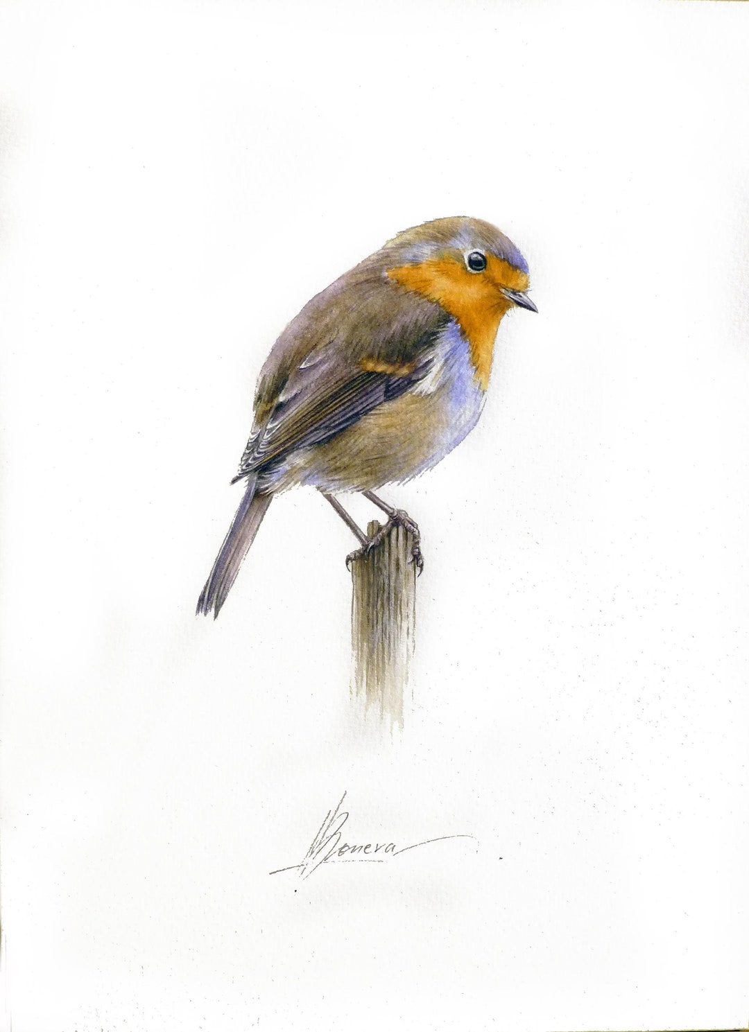 Robin Bird Art, Bird Watercolor Painting, ORIGINAL Watercolor Painting ...