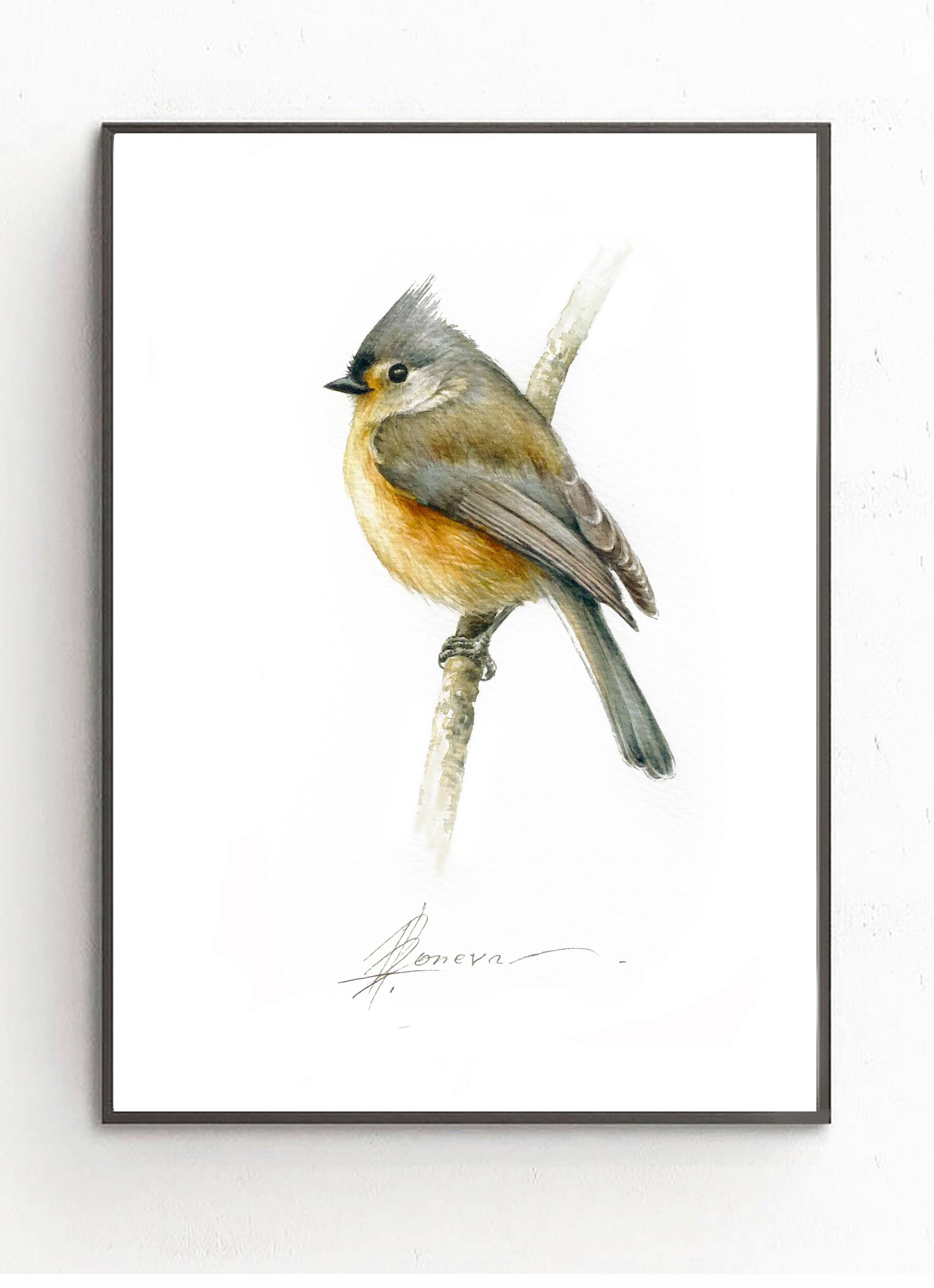 Tufted Titmouse Watercolor Painting: Original Bird Art, Hand-drawn - Etsy