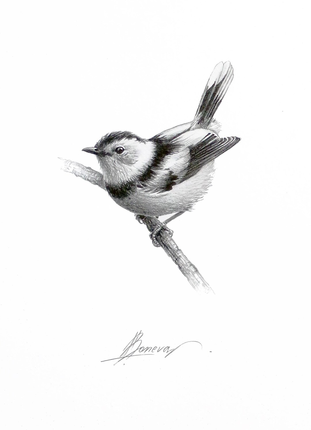 Bird Painting, Original Pencil Drawing, Buff-bellied Monarch, Bird Wall ...