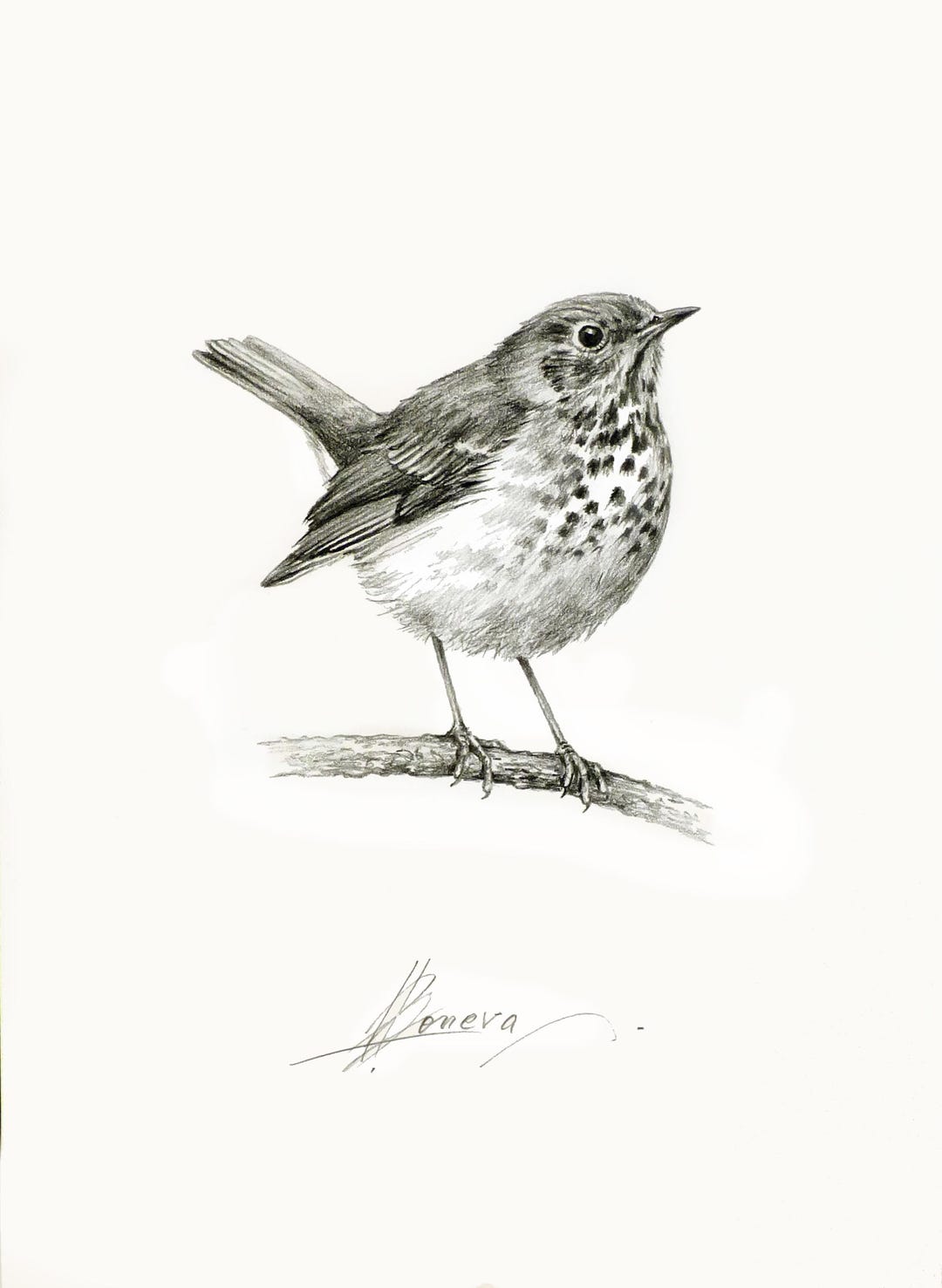 Bicknell's Thrush Pencil Drawing: Handmade Bird Wall Art - Etsy