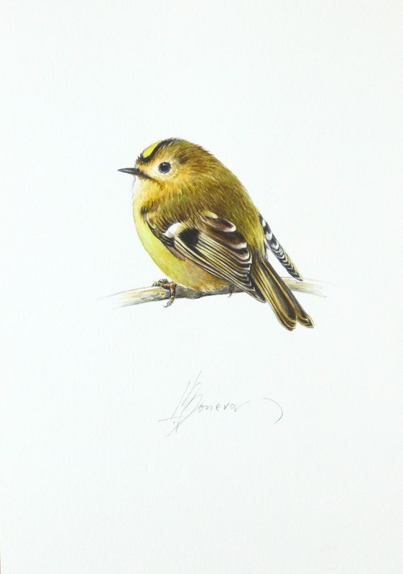 Goldcrest Watercolor Painting Birds ORIGINAL Watercolor | Etsy