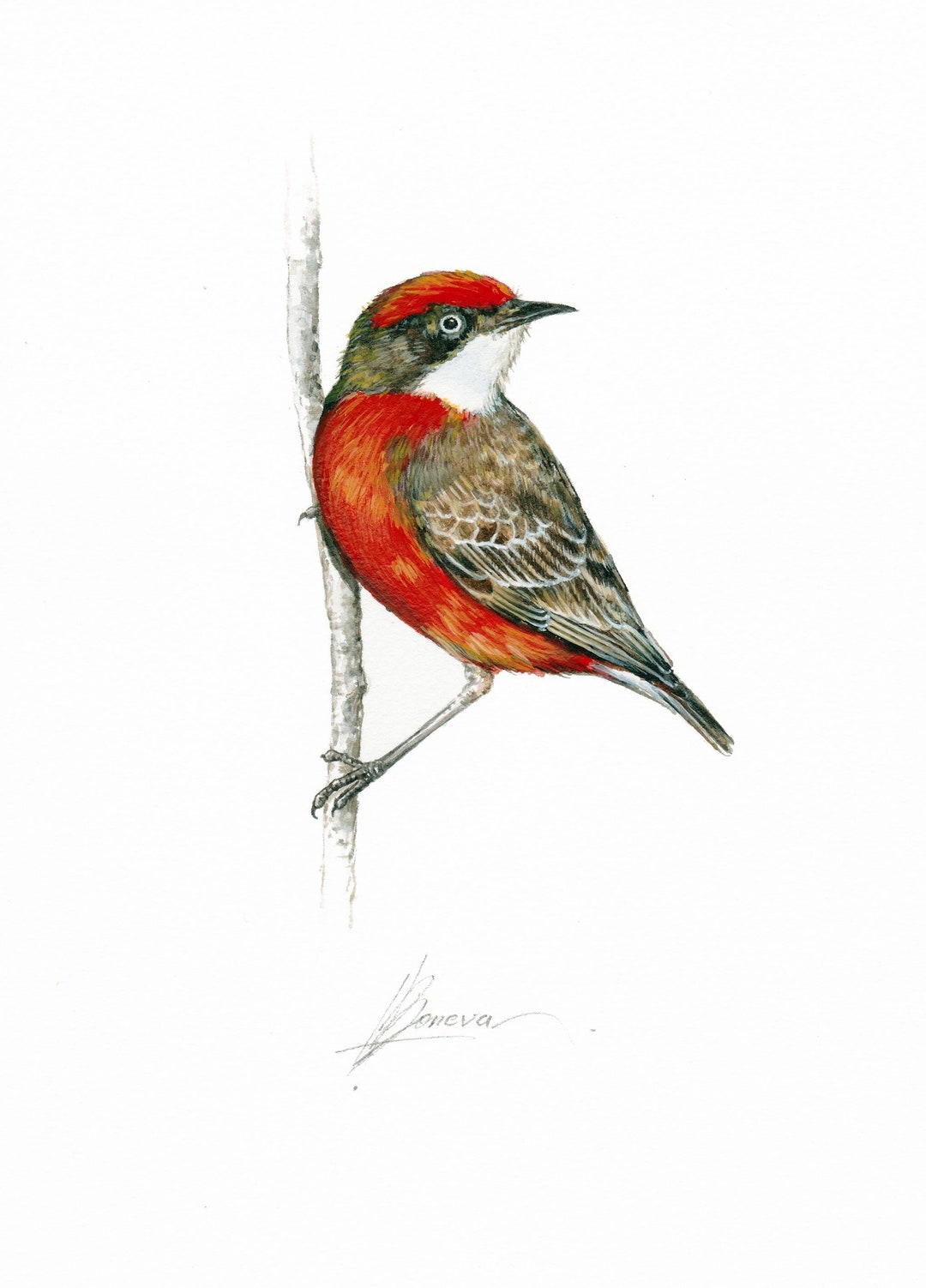 Bird Watercolor Painting, ORIGINAL Watercolor Painting, Garden Bird Art ...