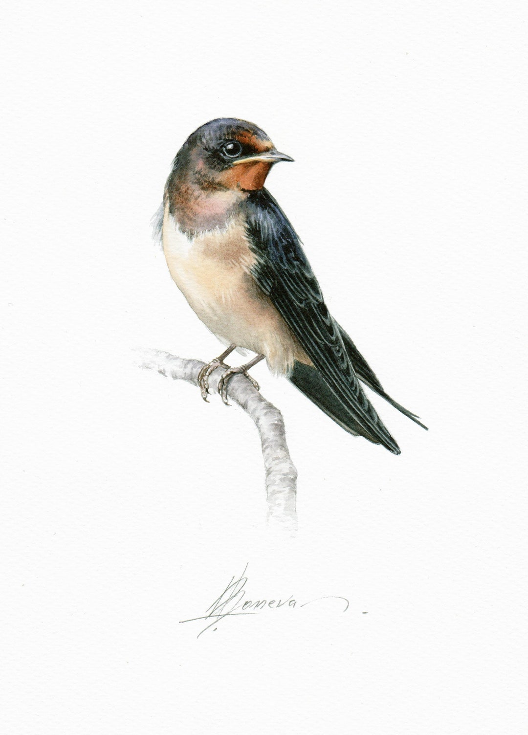 Barn Swallow, Bird Painting, ORIGINAL Watercolor, Bird Drawing ...