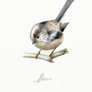 Bearded Reedling, Bird Painting, ORIGINAL Watercolor, Bird Drawing ...