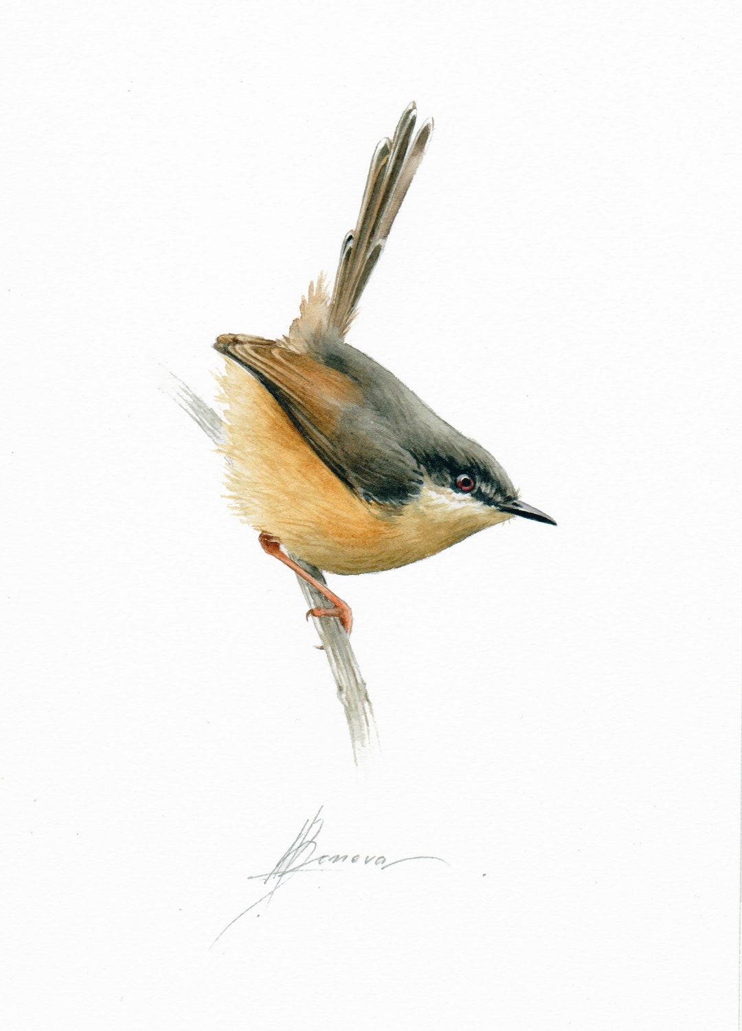 Ashy Prinia Bird Painting: Original Watercolor Songbird Art - Etsy