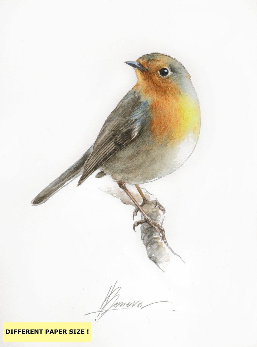 Watercolor Painting ORIGINAL, Robin Bird Art, Bird Artworks, Robin Wall ...