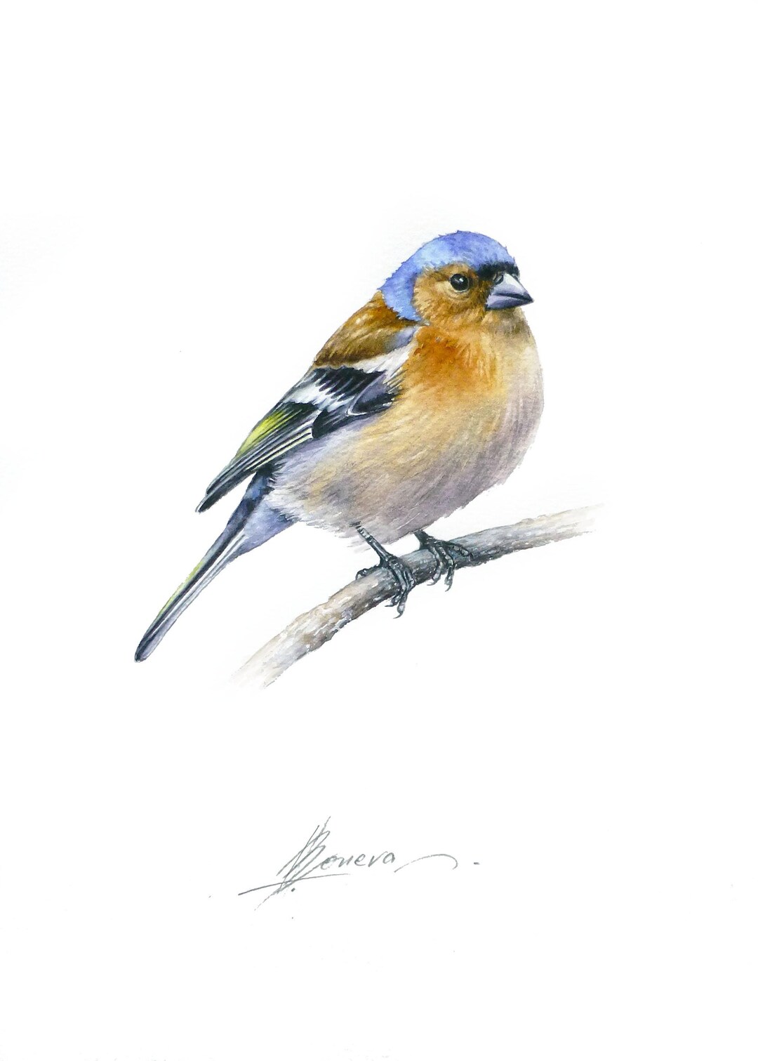 Chaffinch Watercolor Painting: Original Bird Art, Handmade - Etsy