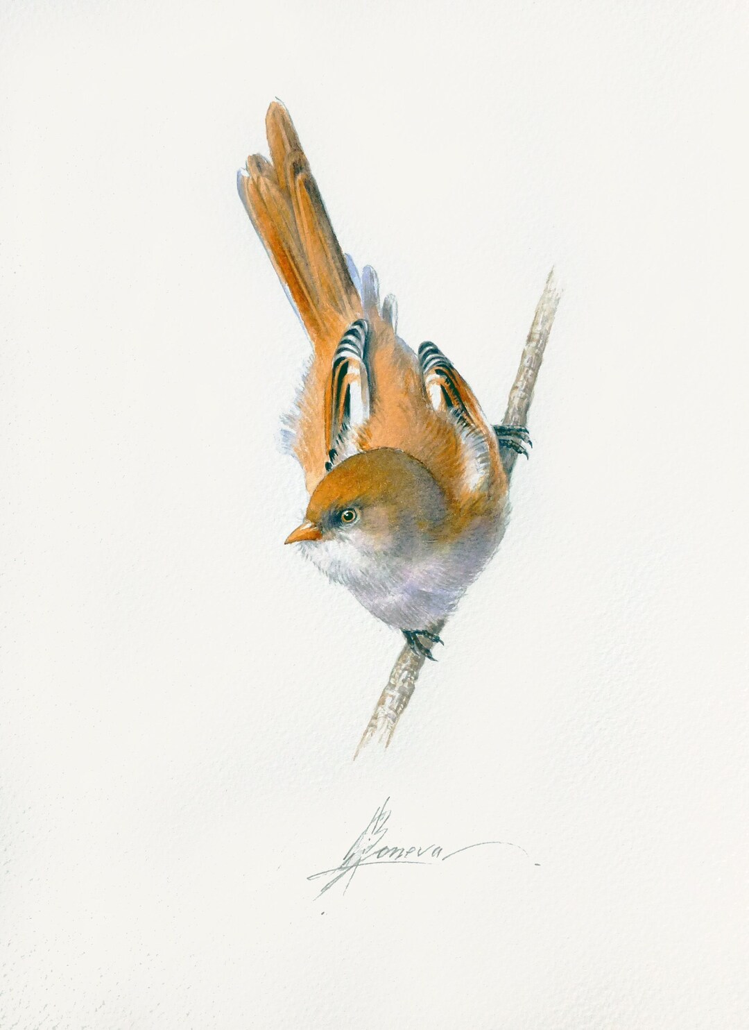 Bearded Reedling, Bird Painting, ORIGINAL Watercolor, Bird Drawing ...