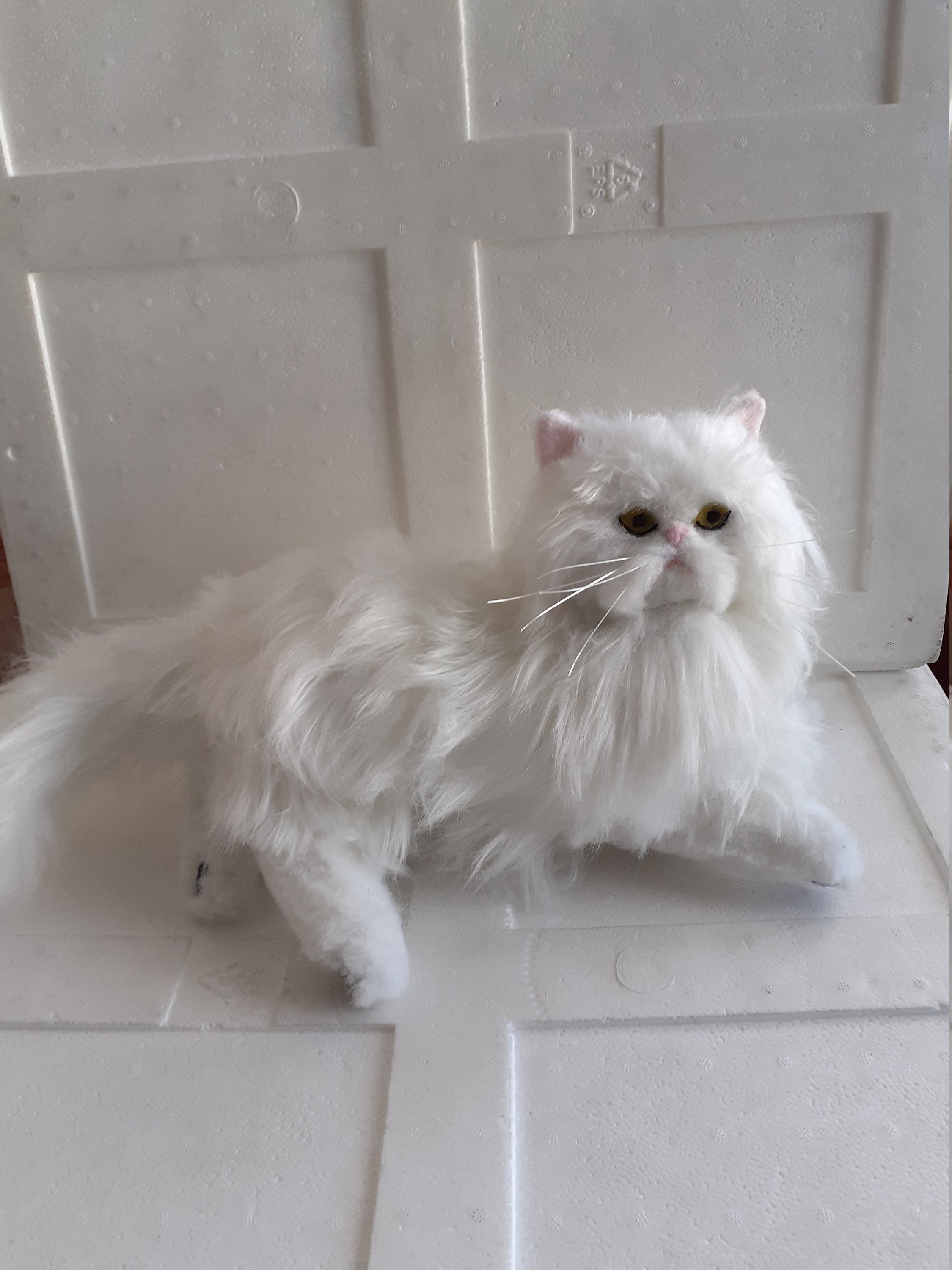White Persian Cat Doll Face