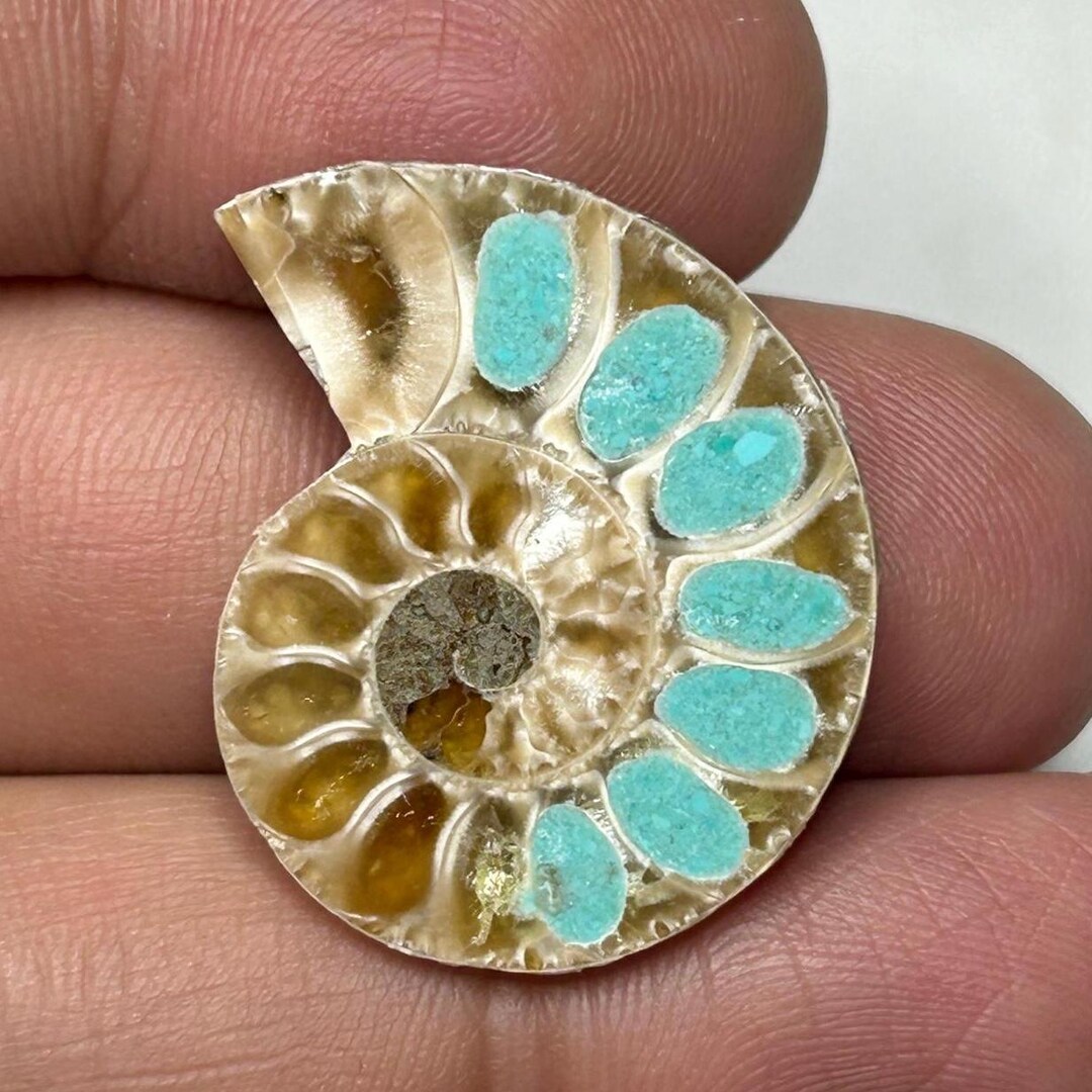 Arizona Turquoise Inlayed Ammonite Fossil 24x21x5 MM, 18.40 Cts - Etsy