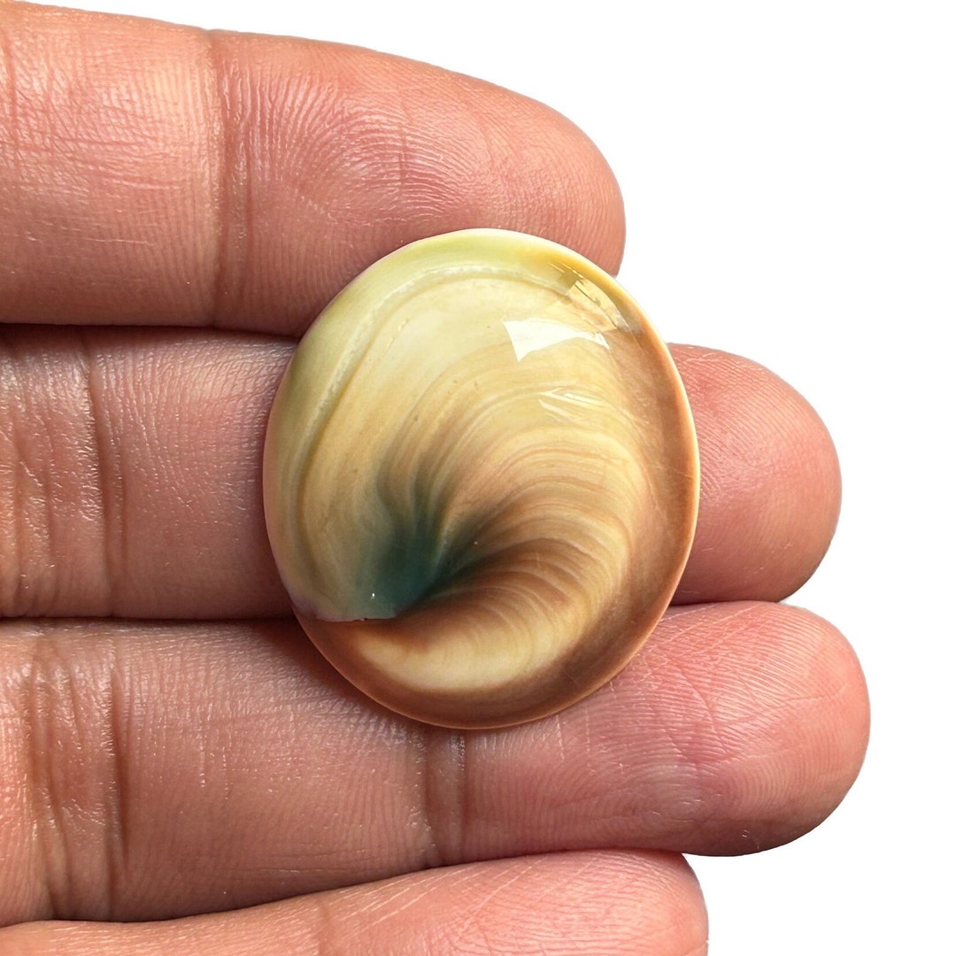 Shiva Eye Shell Cabochon Gemstone Natural 28x25x7 MM, 33.70 Cts - Etsy
