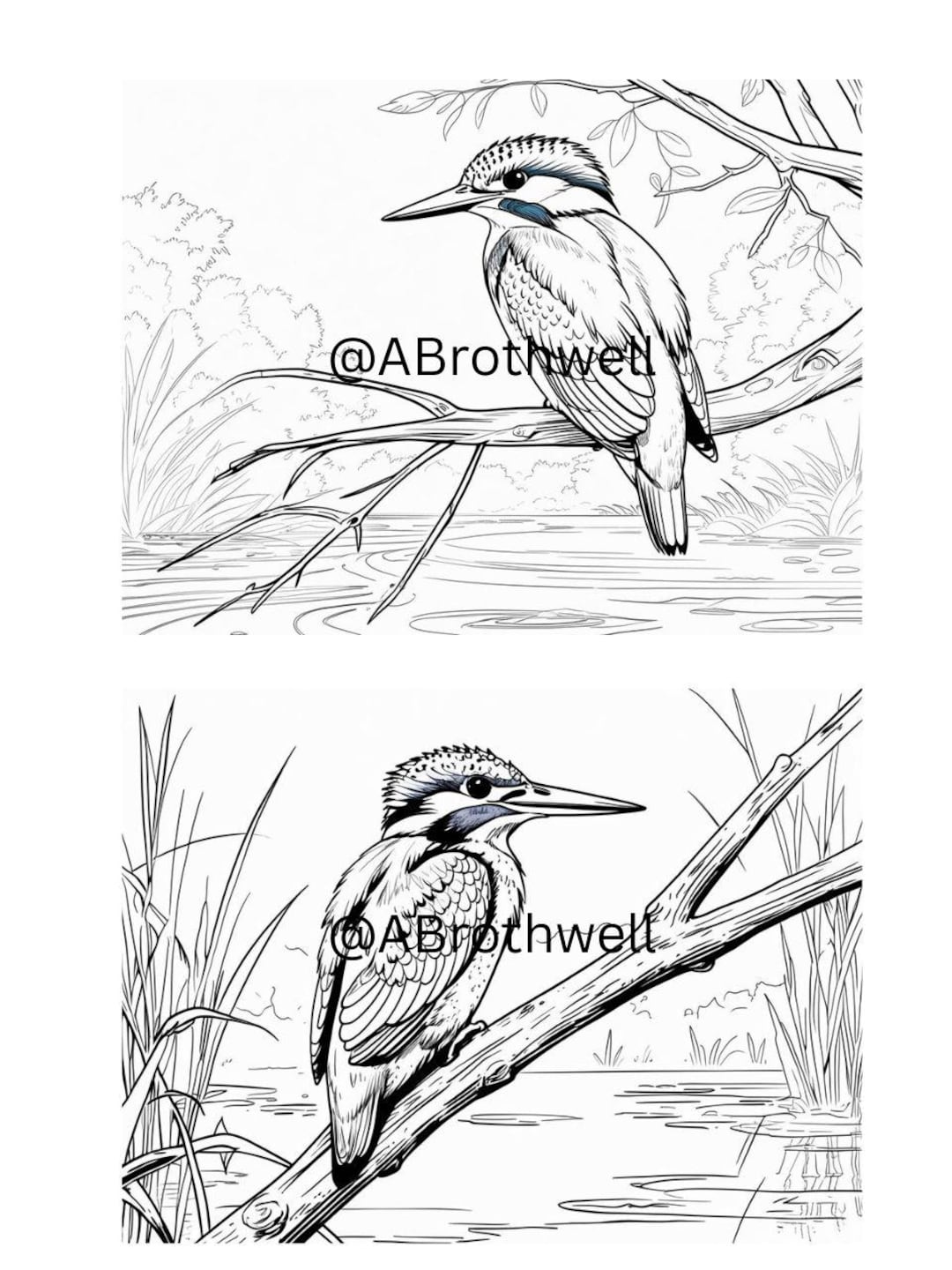 Kingfisher Coloring Page – Printable Bird Adult Coloring Sheet, Nature ...