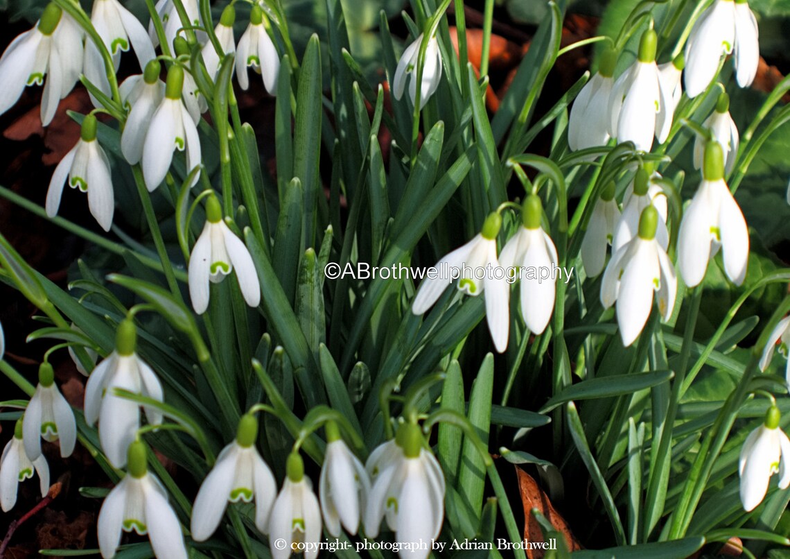 Snowdrop print 2020-2 | Etsy