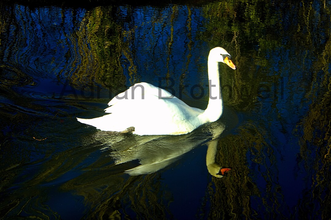 Majestic White Swan Photography | Elegant Water Reflection Art | Bird ...