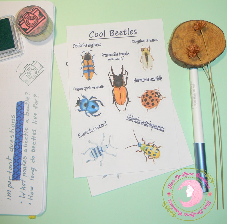 Beetle Sticker Sheet Beetles Educational Stickers Nature Stickers ...
