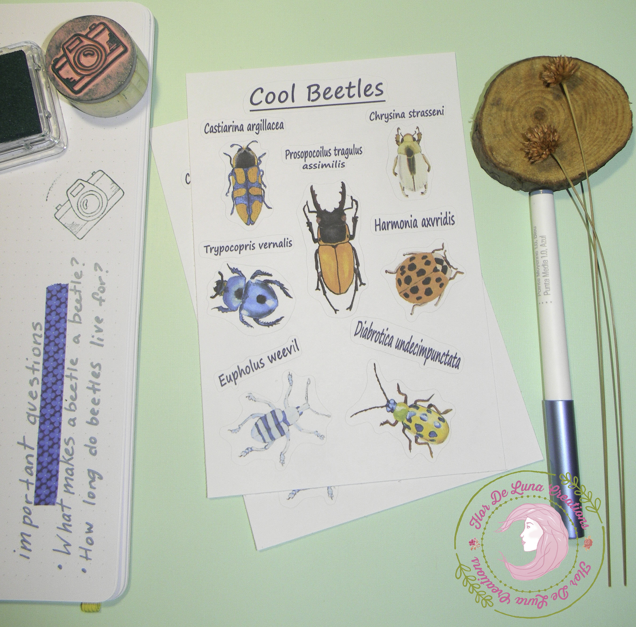 Beetle Sticker Sheet Beetles Educational Stickers Nature Stickers ...