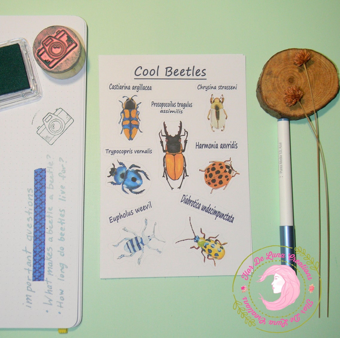 Beetle Sticker Sheet Beetles Educational Stickers Nature Stickers ...