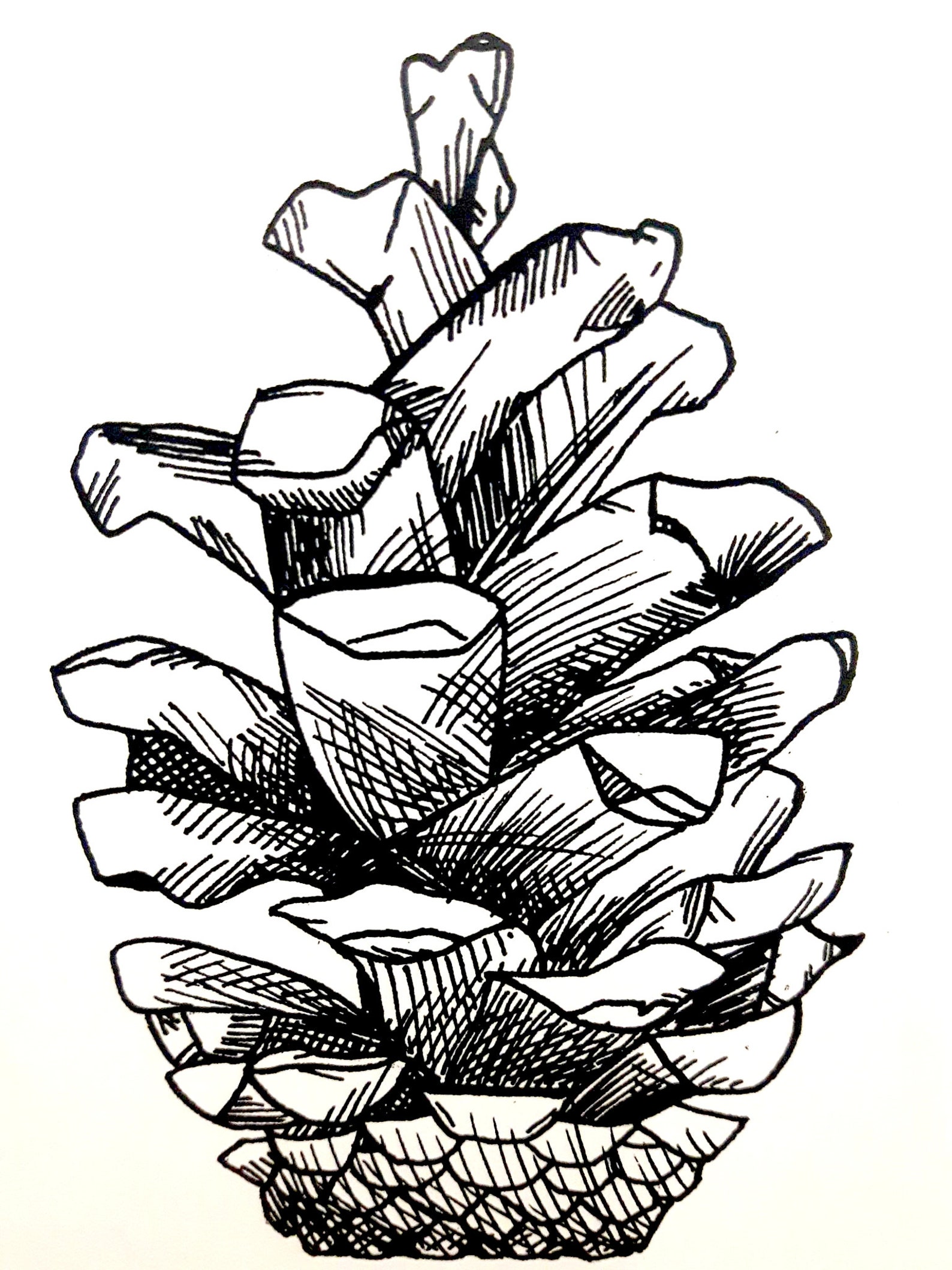 Prints Pine Tree Set 3 Pen and Ink Illustrations - Etsy Canada