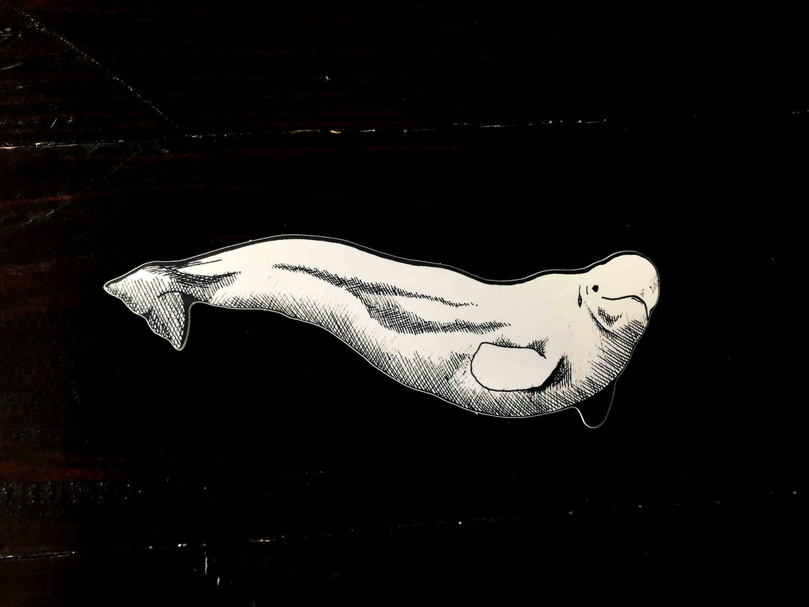 Matte Sticker - Arctic Beluga Whale - Original Pen and Ink Illustration ...