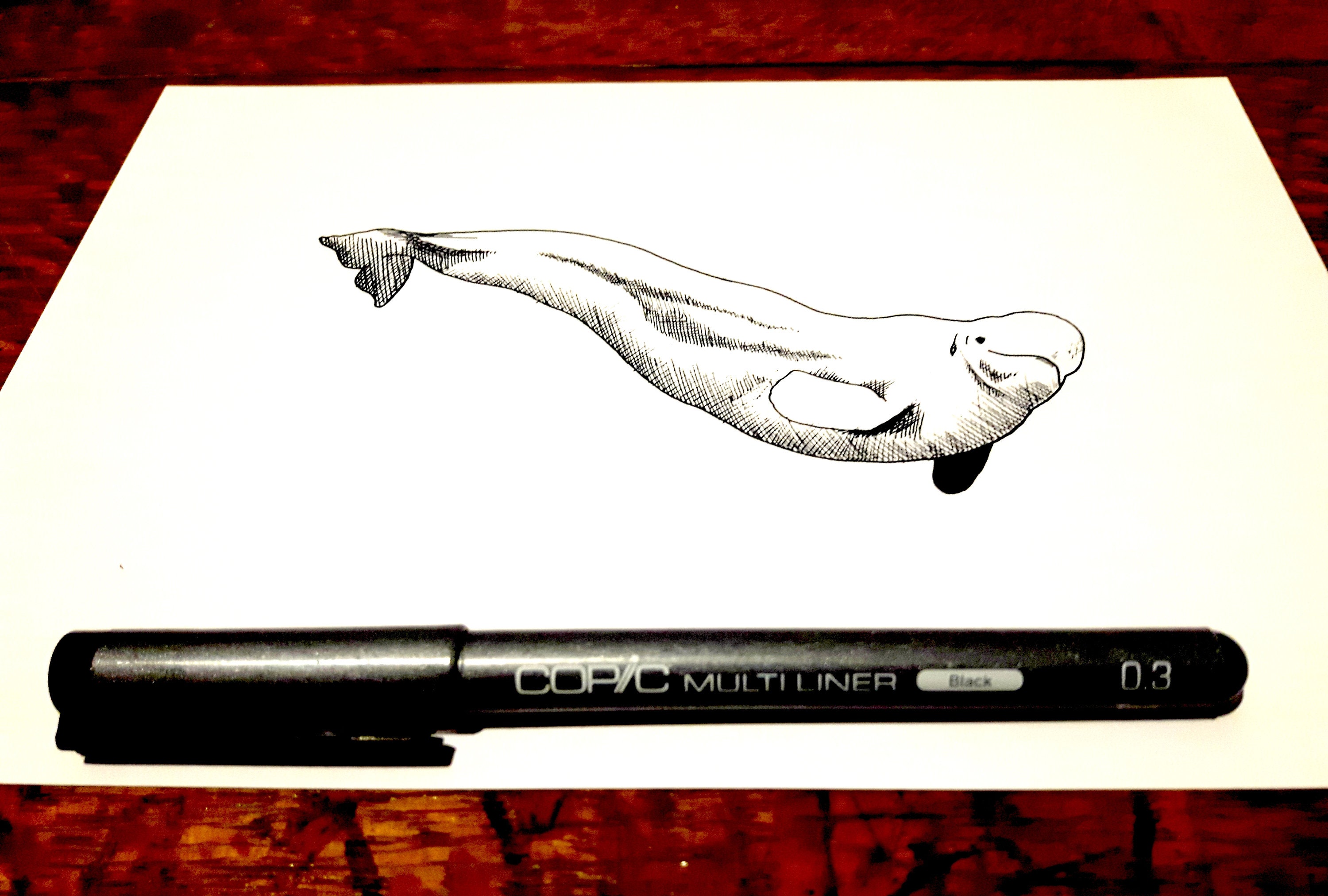 Print - Arctic Beluga Whale - Pen and Ink Illustration - Etsy