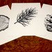 Prints - Pine Tree Set - 3 Pen and Ink Illustrations - Etsy Canada