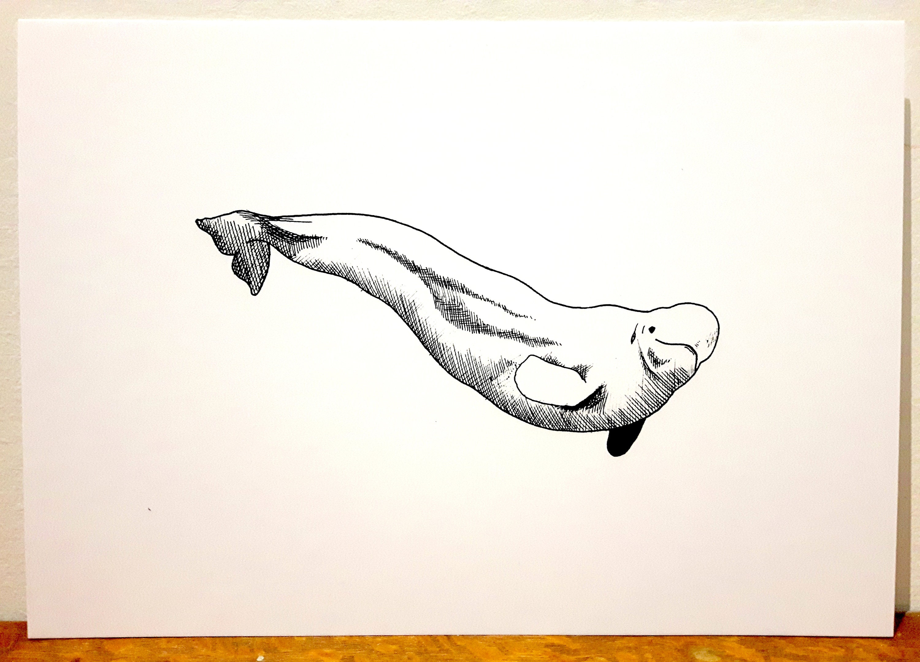 Print - Arctic Beluga Whale - Pen and Ink Illustration - Etsy