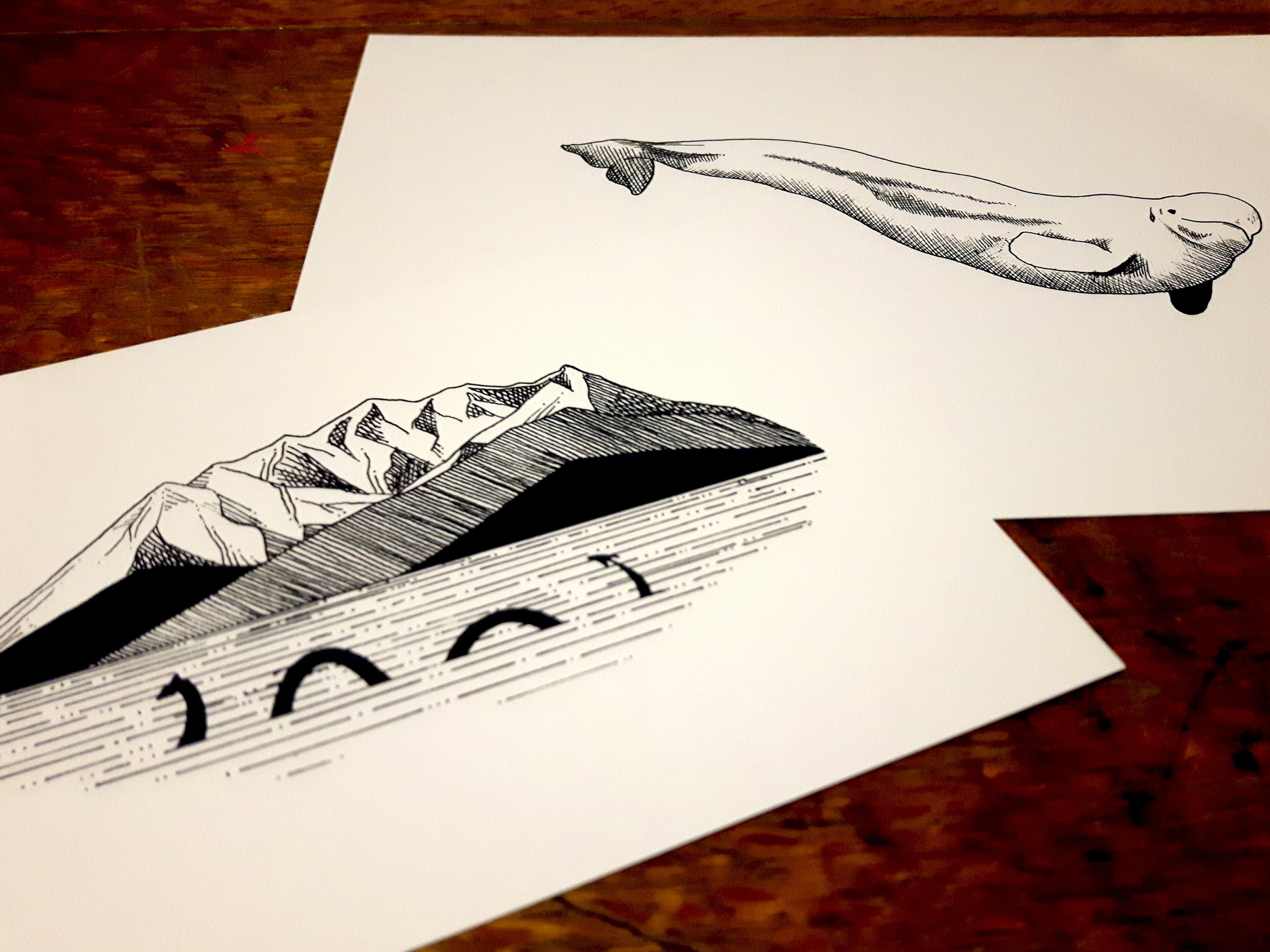 Print - Arctic Beluga Whale - Pen and Ink Illustration - Etsy