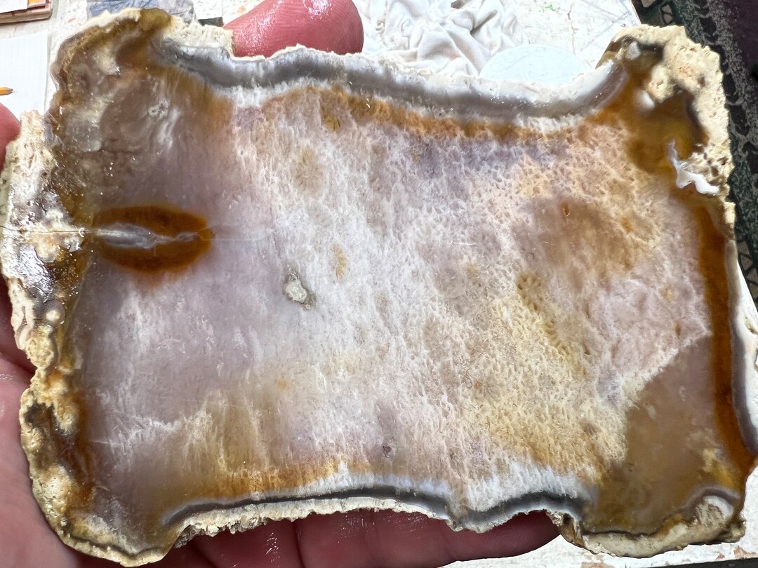 Unusual AGATIZED CORAL Slab 176 Grams Indonesia - Etsy