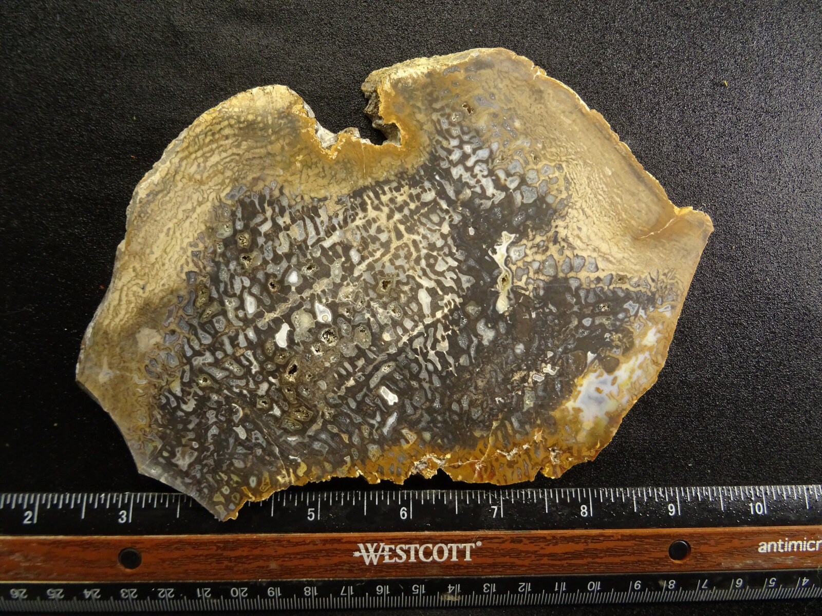 Ultra Unique PETRIFIED HARDWOOD Pocket Rot Slab 233 Grams - Etsy