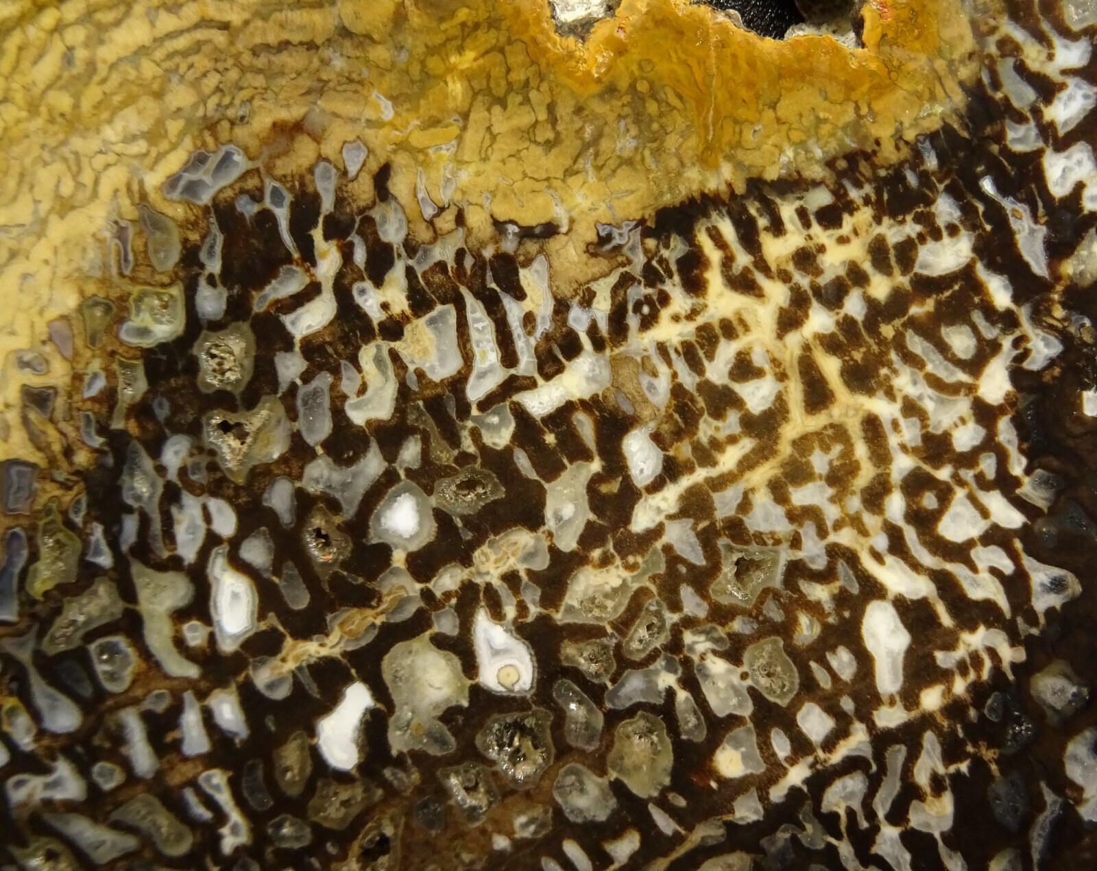 Ultra Unique PETRIFIED HARDWOOD Pocket Rot Slab 233 Grams | Etsy