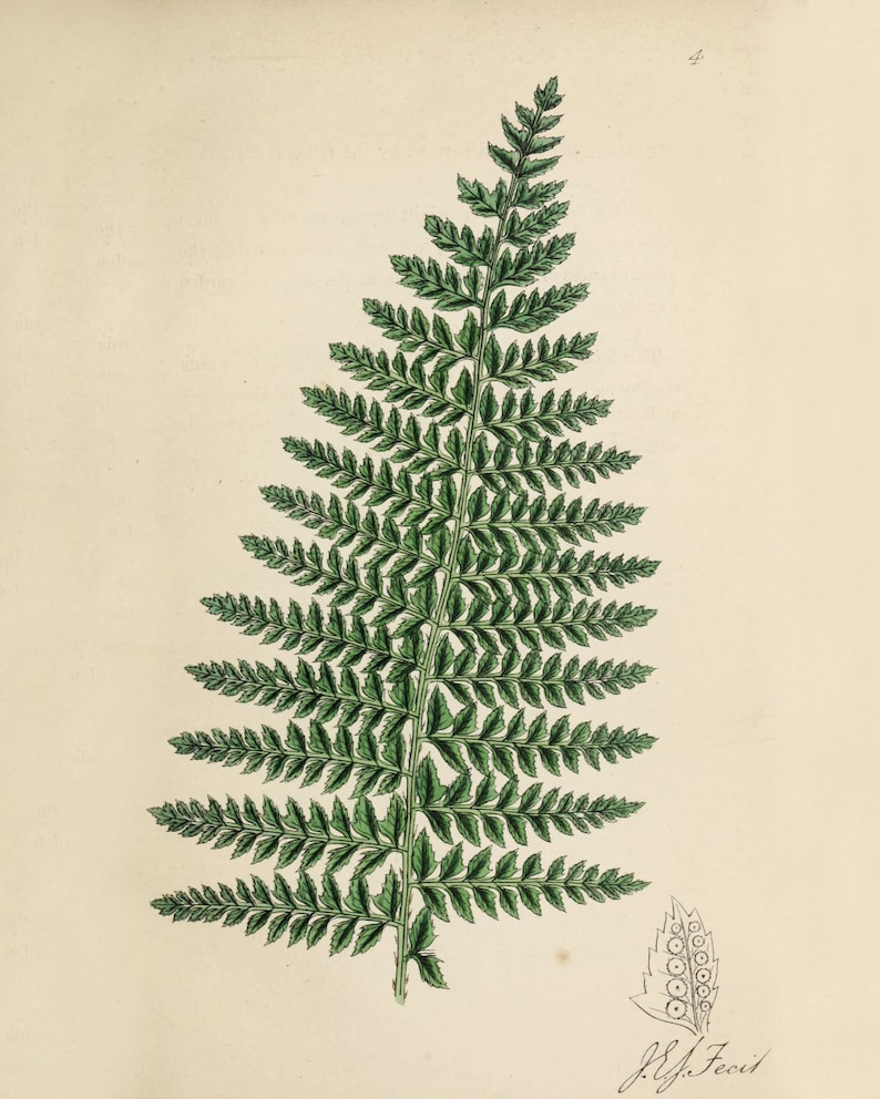 Vintage Botanical Fern Illustration Prints Set of 4 - Etsy