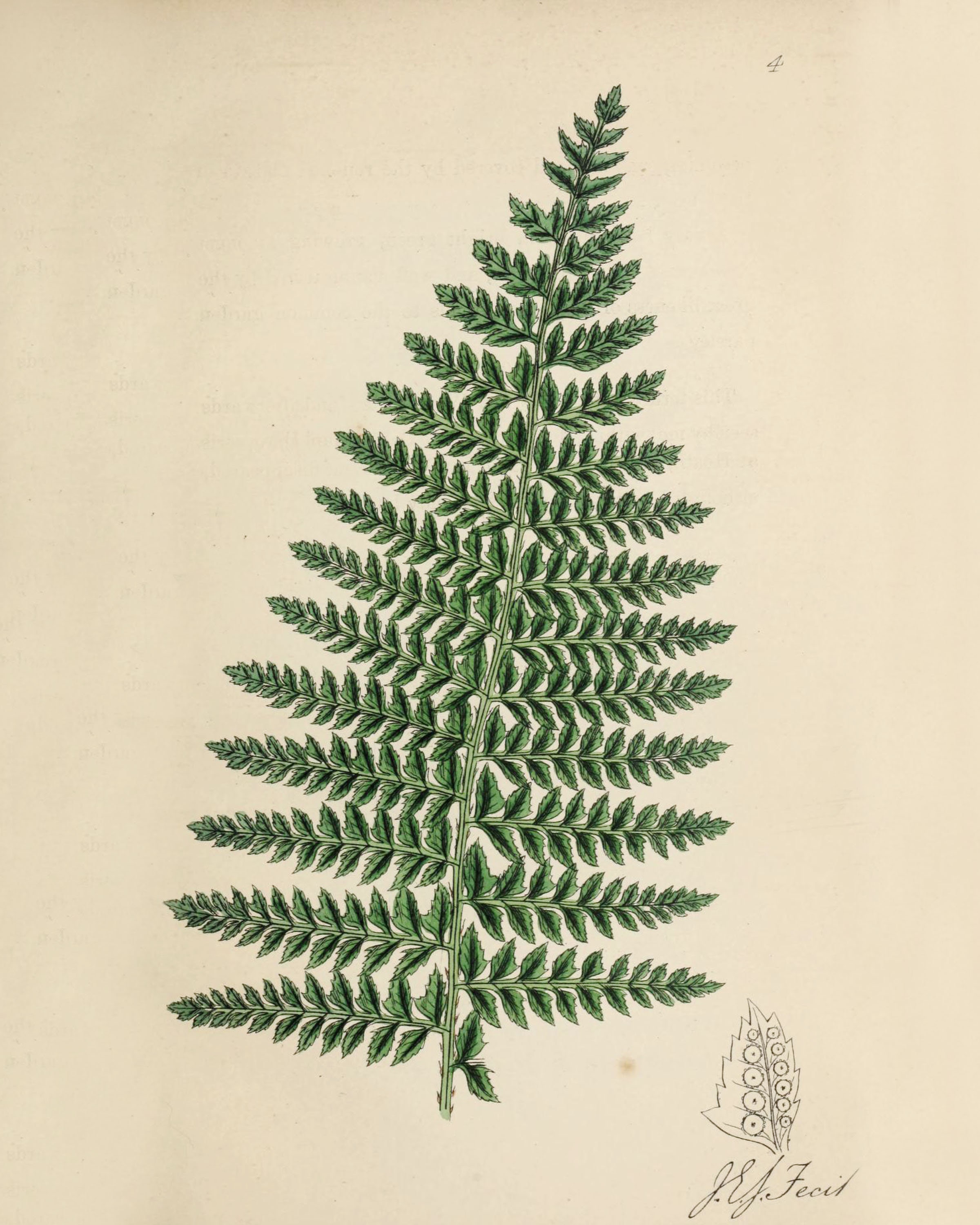 Vintage Botanical Fern Illustration Prints Set of 4 - Etsy