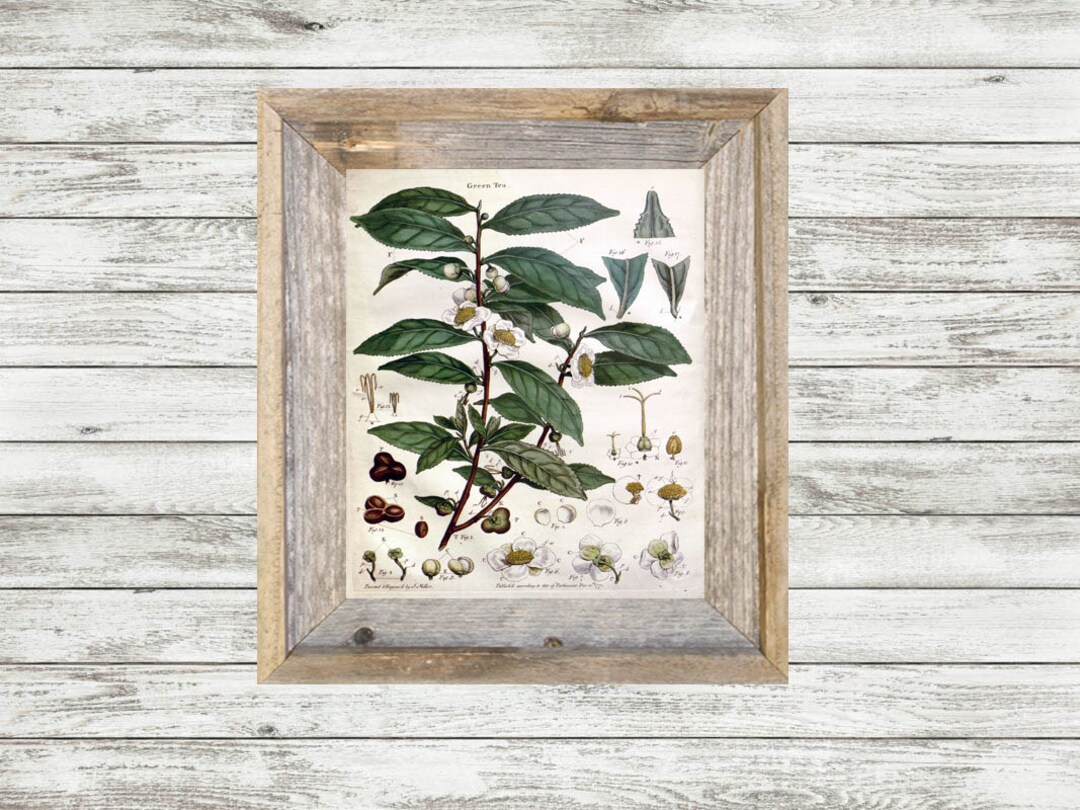 Vintage Green Tea Botanical Print Wall Art Printable - Etsy