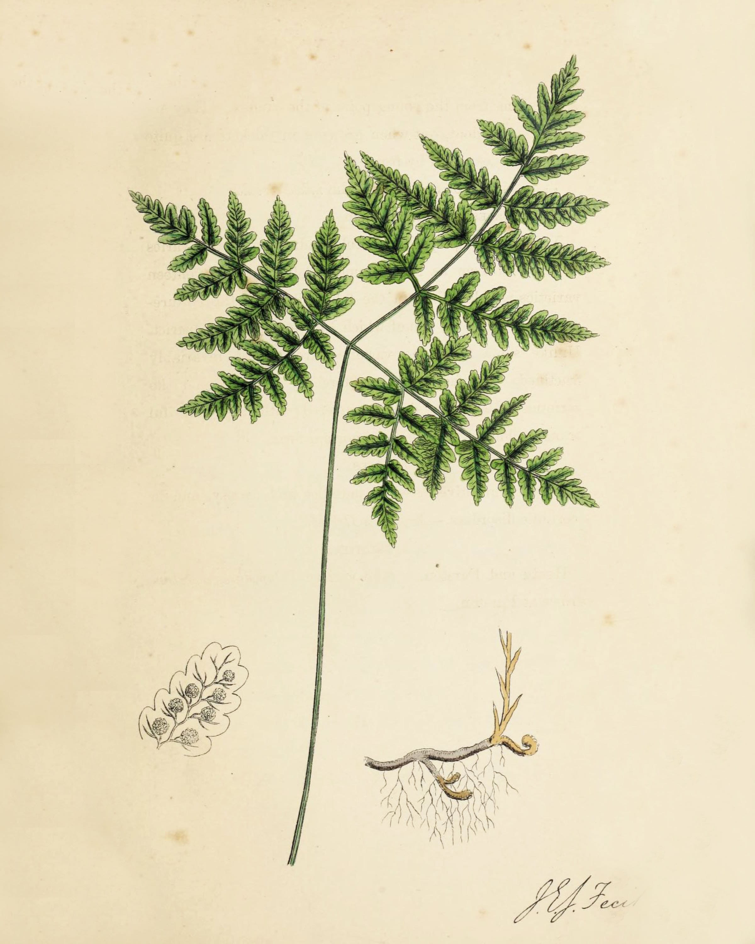 Vintage Botanical Fern Illustration Prints Set of 4 - Etsy