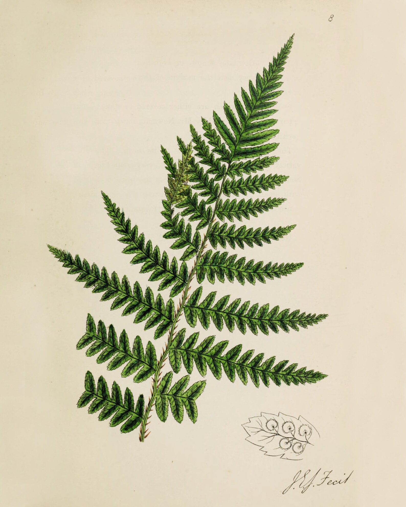 Vintage Botanical Fern Illustration Prints Set of 4 - Etsy