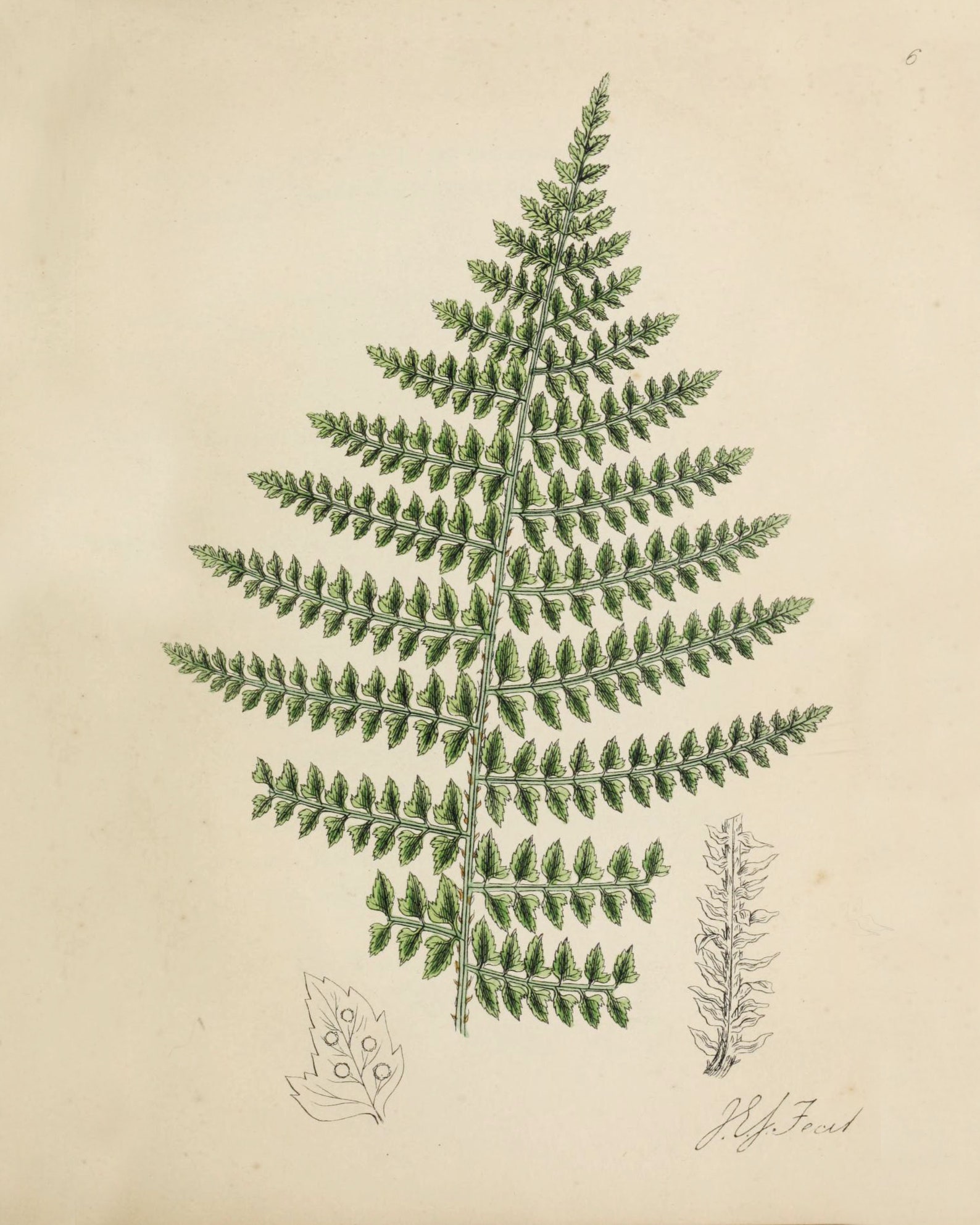 Vintage Botanical Fern Illustration Prints Set of 4 - Etsy