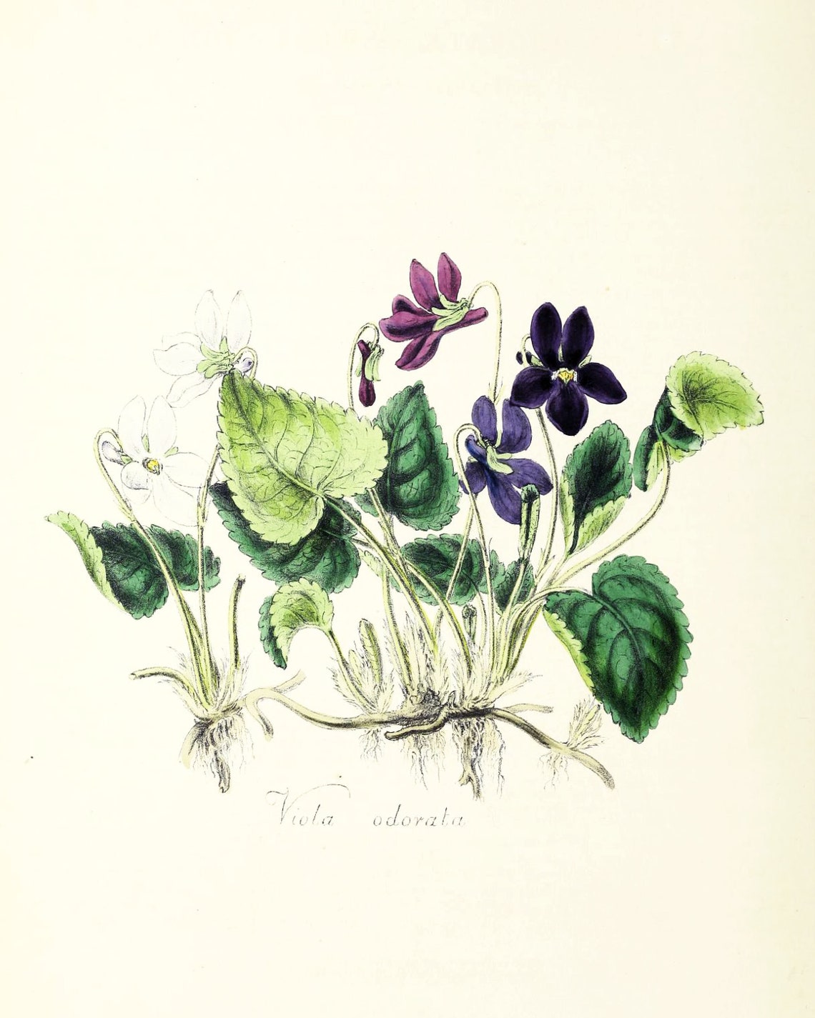 Vintage Violet Botanical Illustration Printables - Etsy