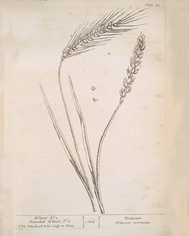 Vintage Wheat Botanical Printable - Wheat Illustration - Digital ...