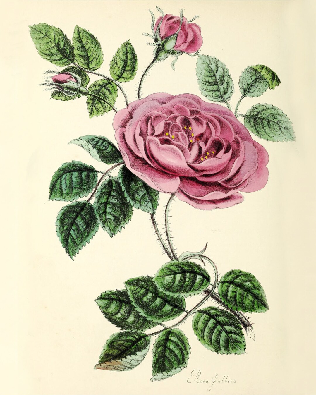 Vintage Botanical Rose Illustration Wall Art Printables - Etsy