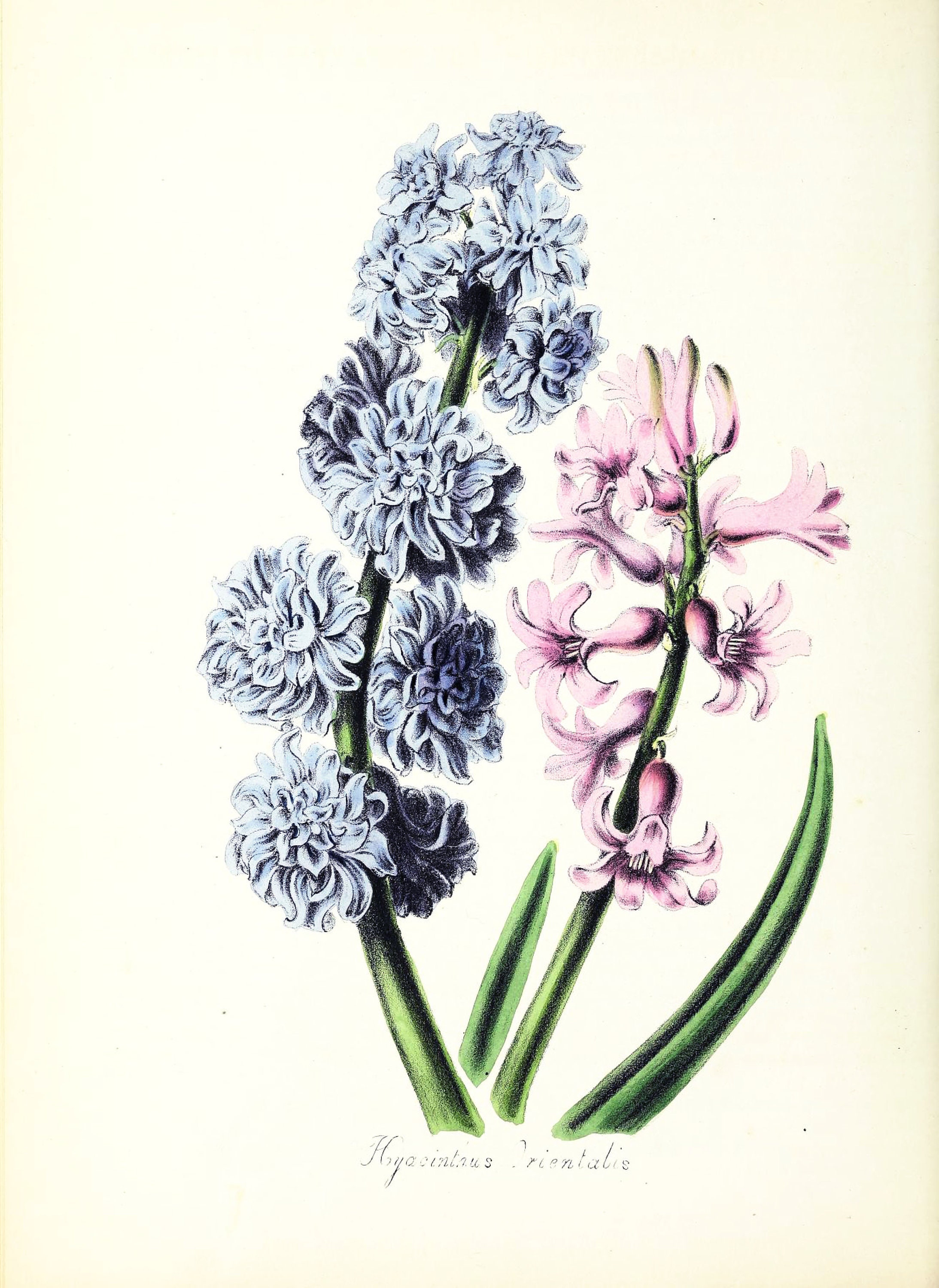 Hyacinth Botanical Drawing